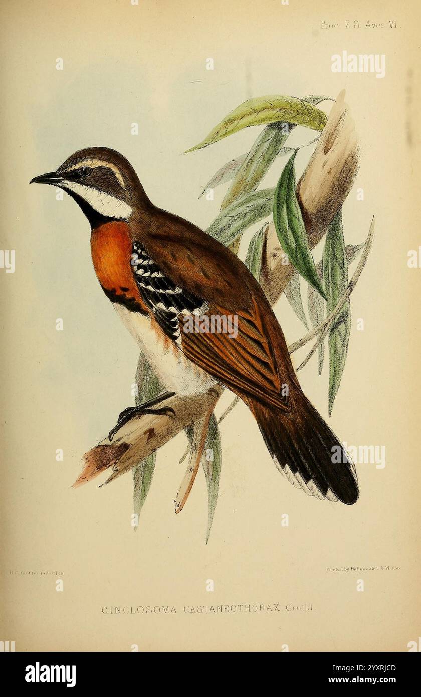 Chestnut colored chest hi-res stock photography and images - Alamy