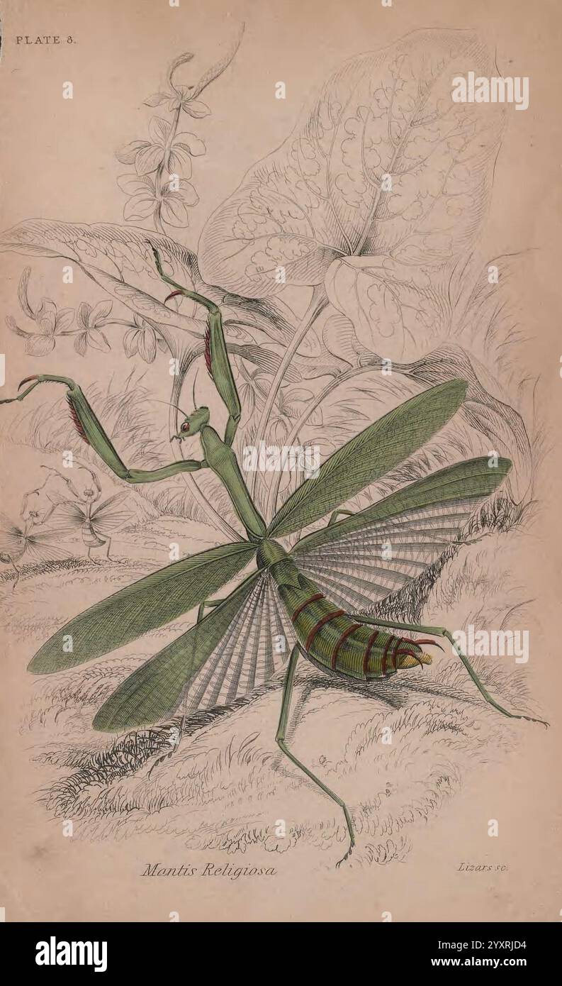 The naturalist's library, Edinburgh, W. H. Lizars, 1833-, Entomology ...