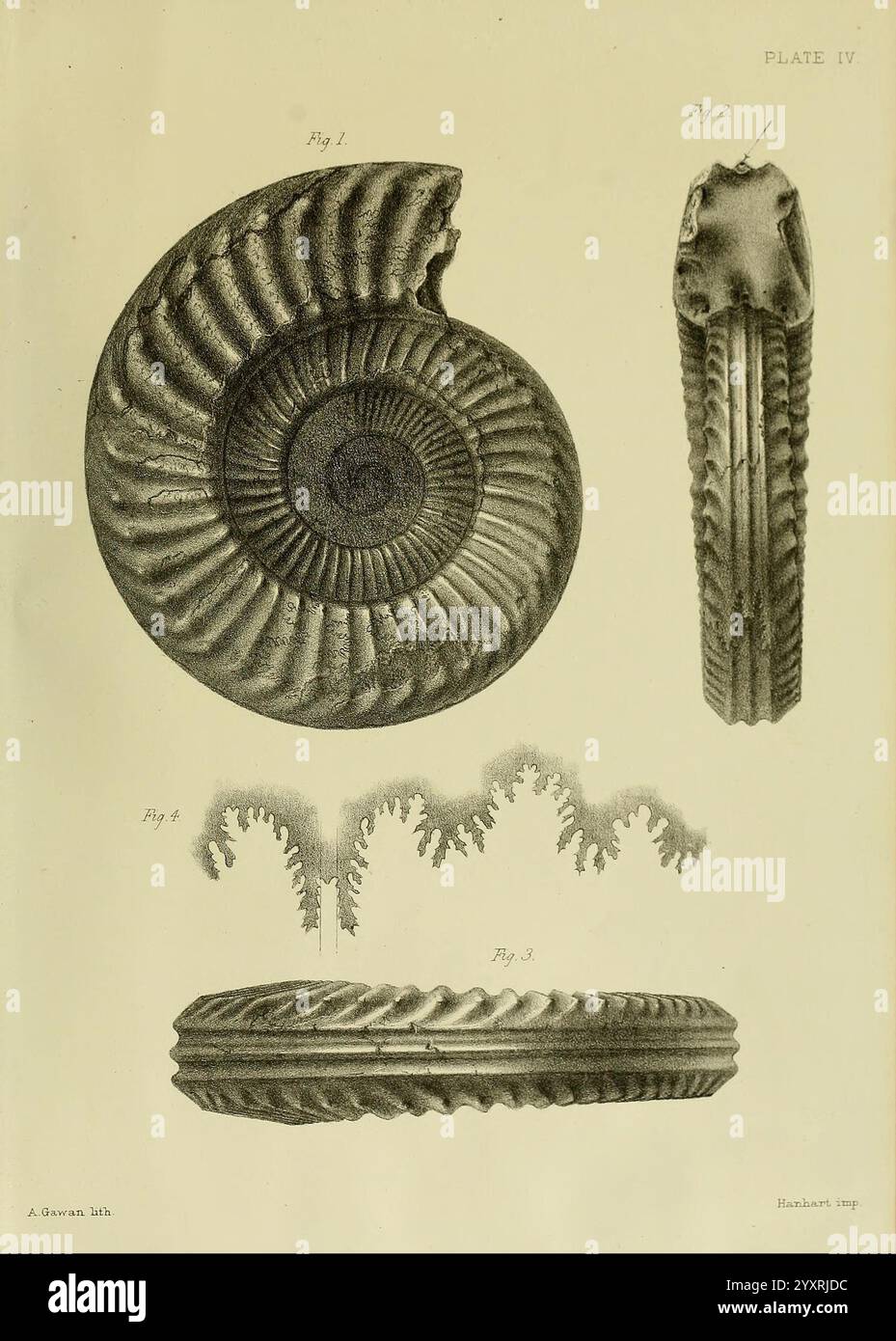 Monograph on the Lias Ammonites of the British Islands, London, Printed ...