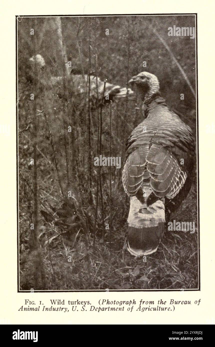 Turkey raising New York, Orange Judd publishing company, 1922, Turkeys ...