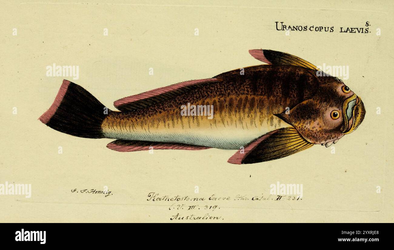 Uranoscopus laevis hi-res stock photography and images - Alamy