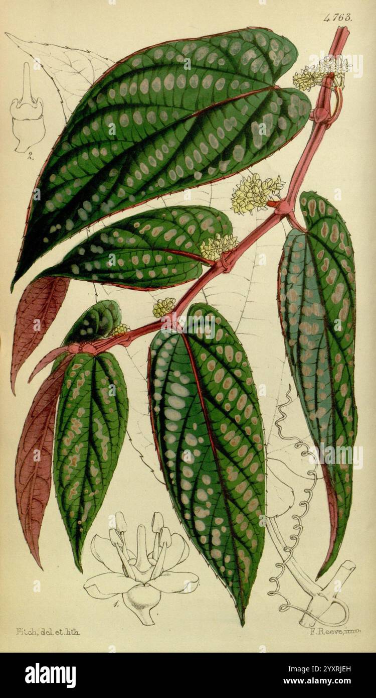 Two coloured cissus hi-res stock photography and images - Alamy