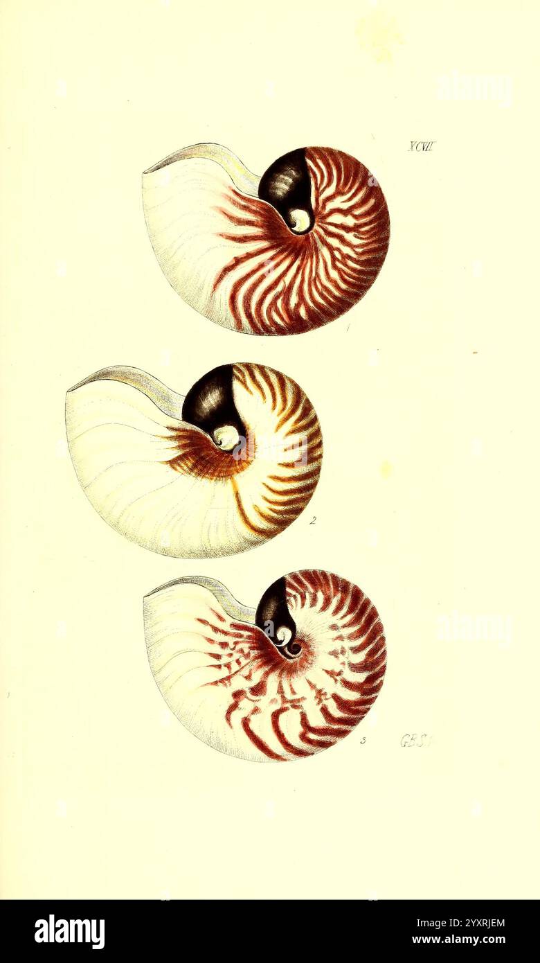 Intricate stripe designs hi-res stock photography and images - Alamy