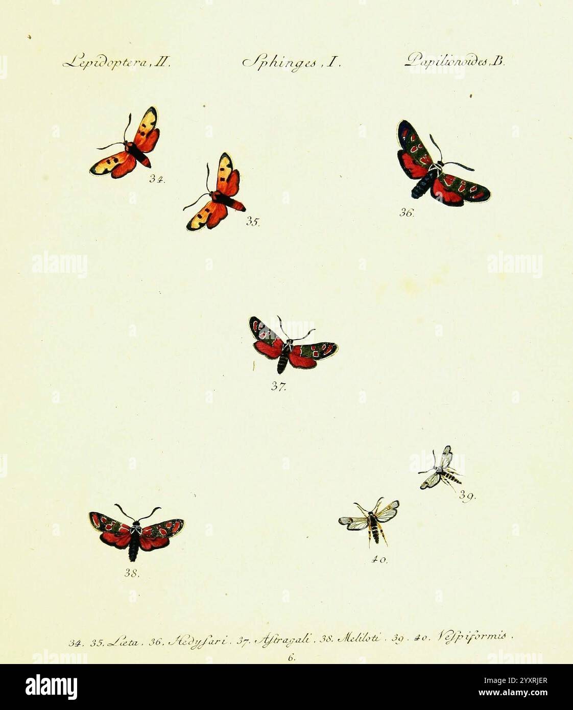 Handwritten classification chart hi-res stock photography and images ...