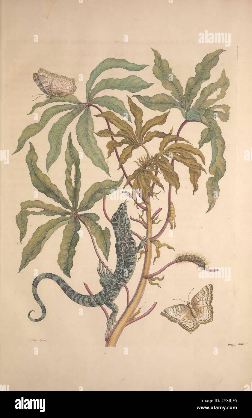Science entomology caterpillar caterpillars maria sibylla merian hi-res ...