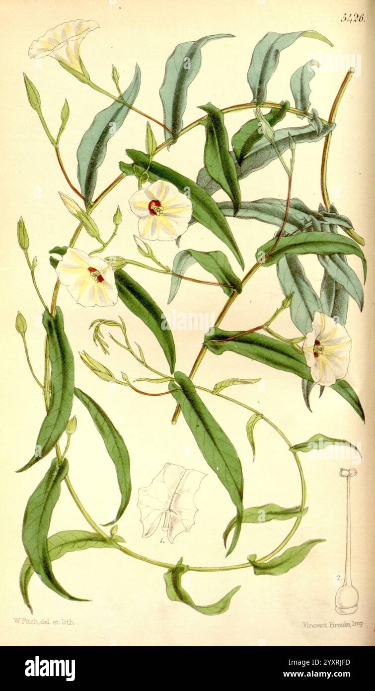 Curtis's Botanical Magazine London, New York Botany Periodicals ...