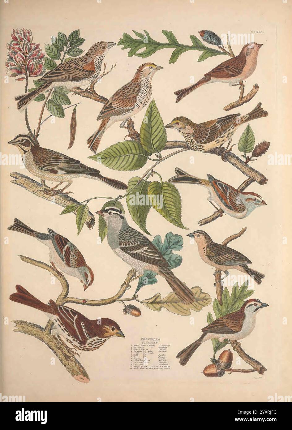 Bird displays unique markings hi-res stock photography and images - Alamy