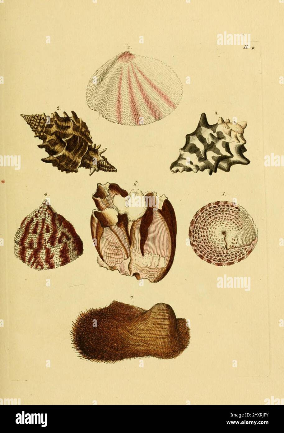 Upper section features three distinct shells hi-res stock photography ...