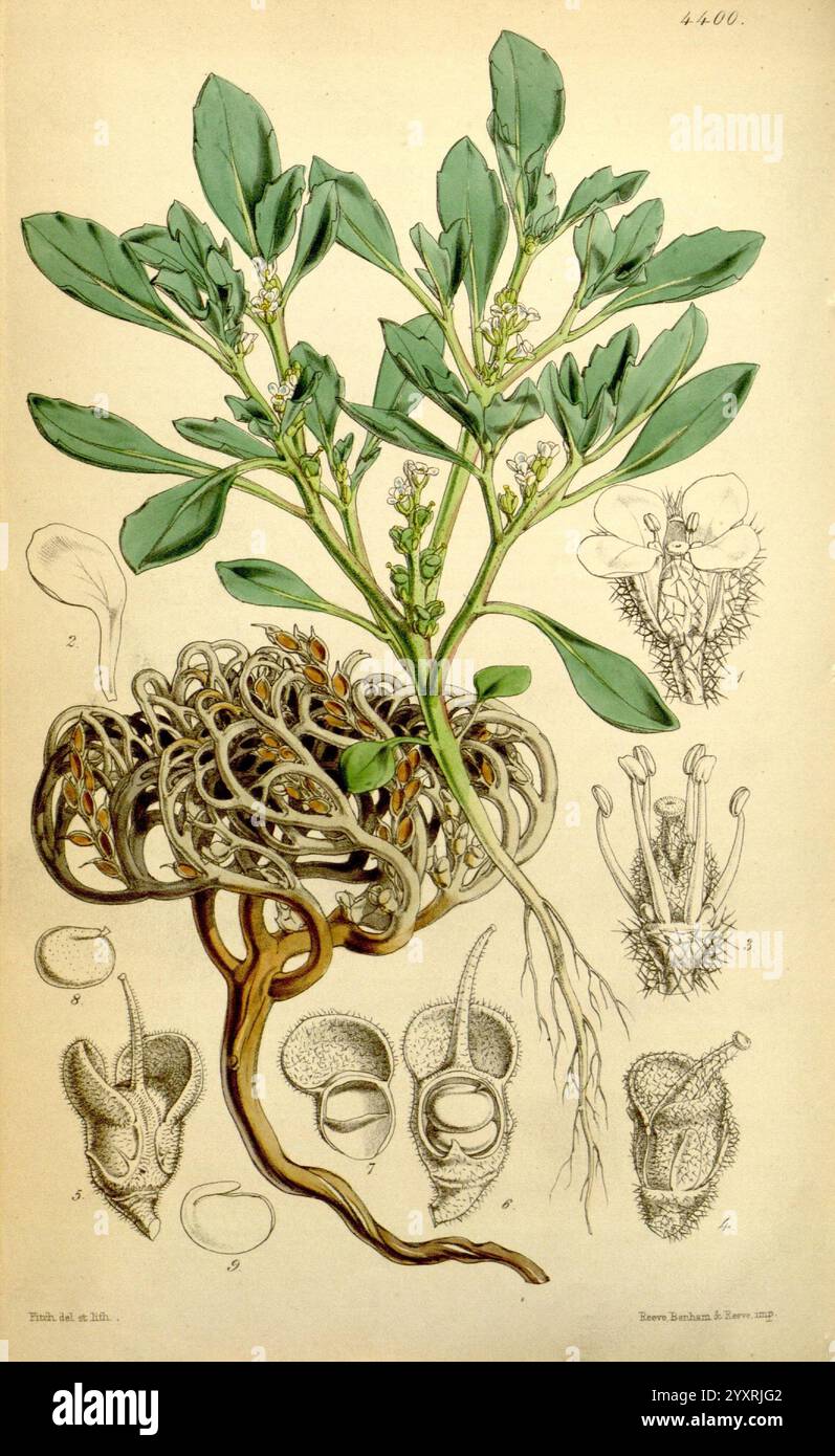Curtis's Botanical Magazine, London, New York, Botanical Illustration ...