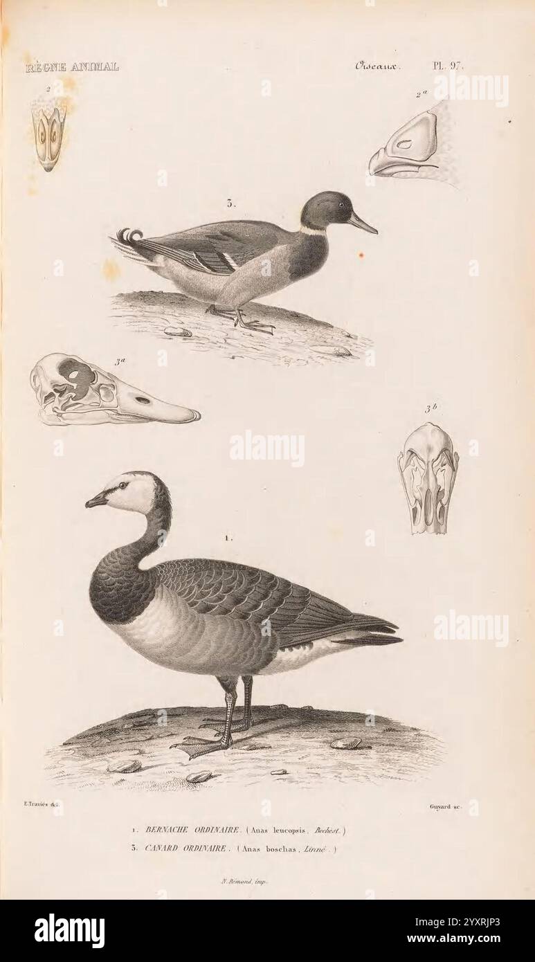 Le règne animal distribué d'après son organisation Paris, 1836-1849 ...
