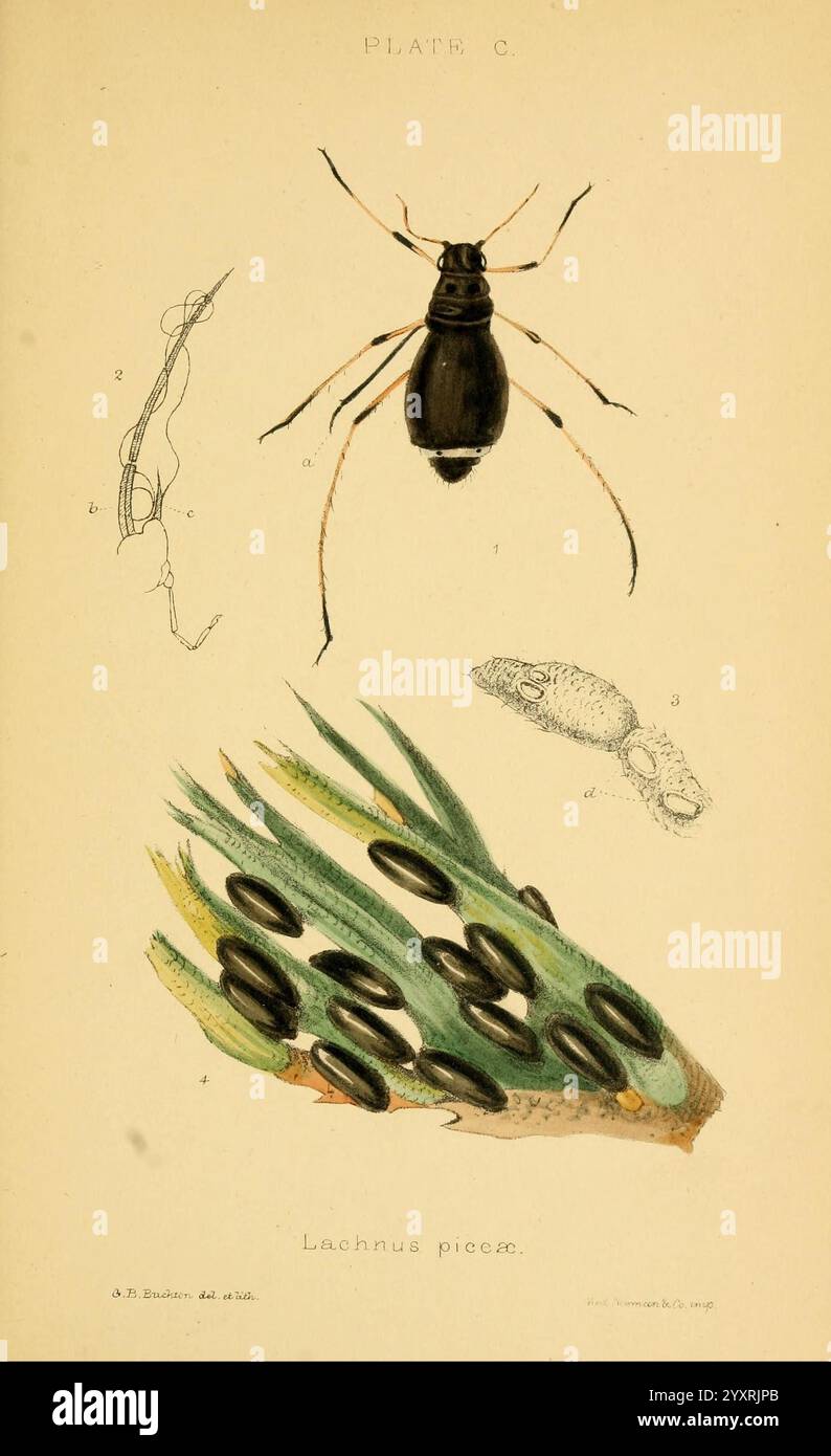 British aphids great britain hemiptera insects hi-res stock photography ...