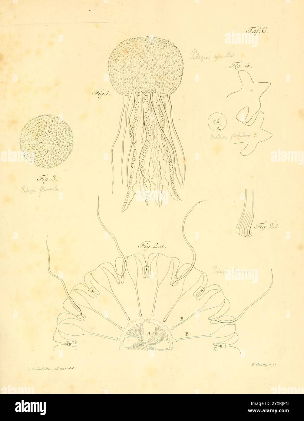 System der Acalephen, Berlin, F. Dummler, 1829, jellyfishes, scyphozoa ...