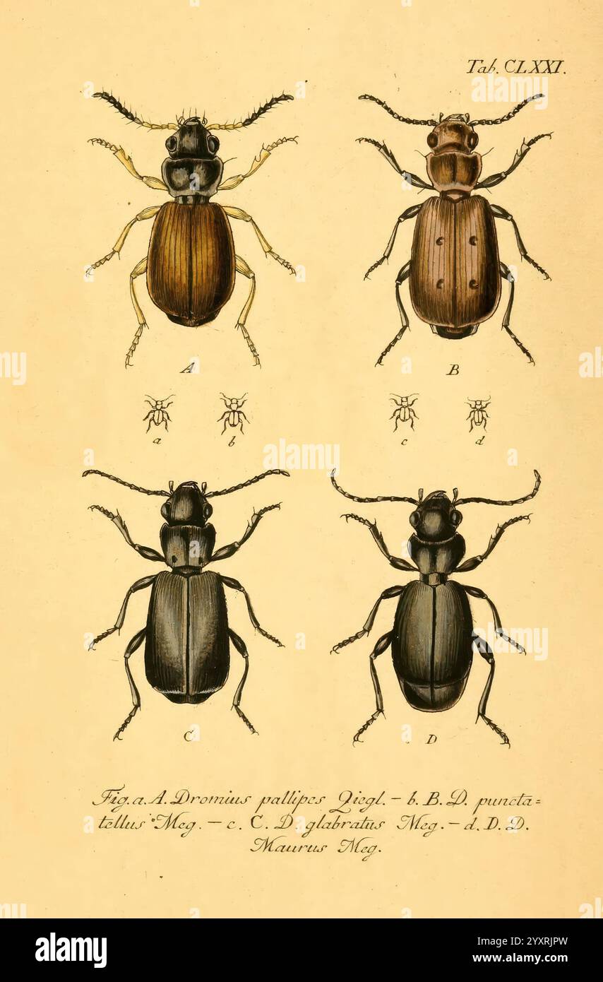 Beetle c features hi-res stock photography and images - Alamy