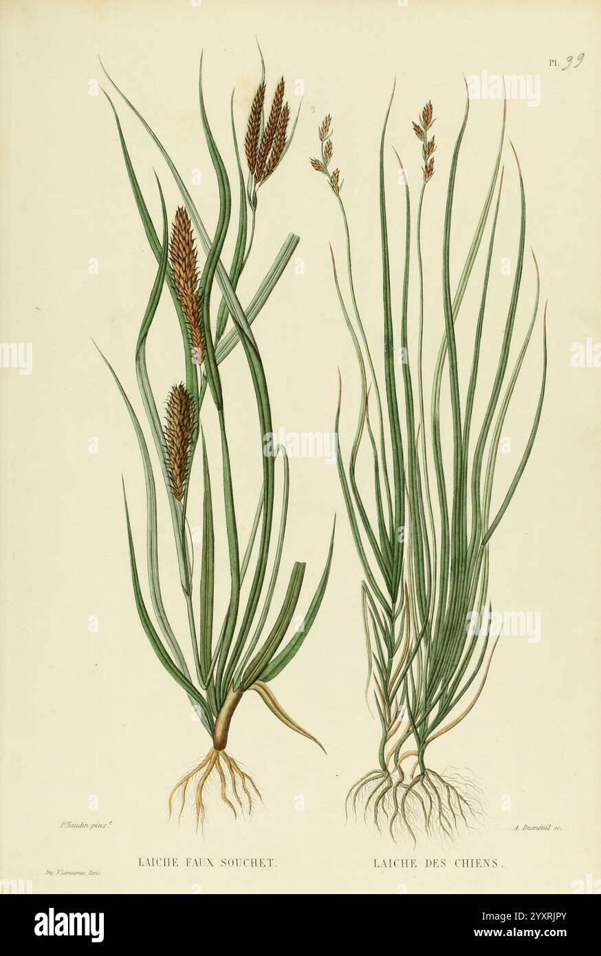 Another variant displays hi-res stock photography and images - Alamy