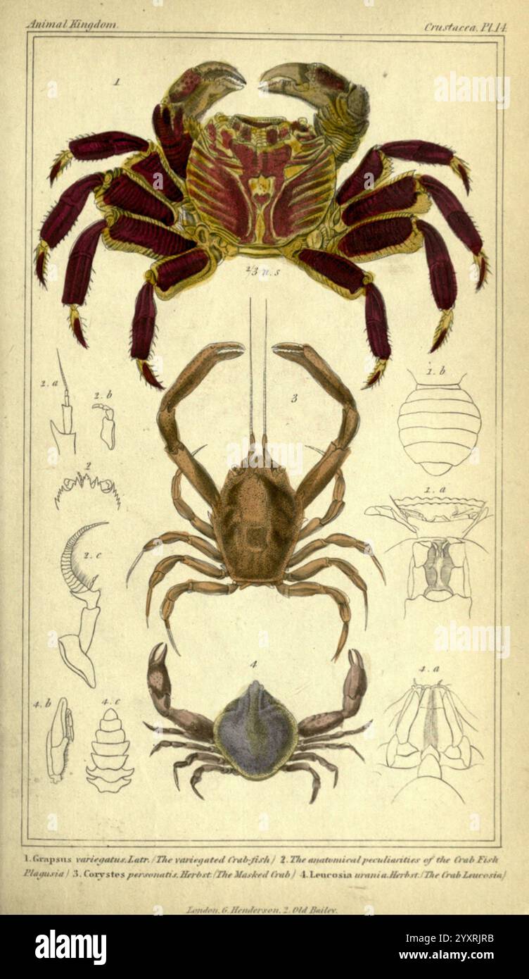 The Animal Kingdom, Arranged According To Its Organization London, G ...