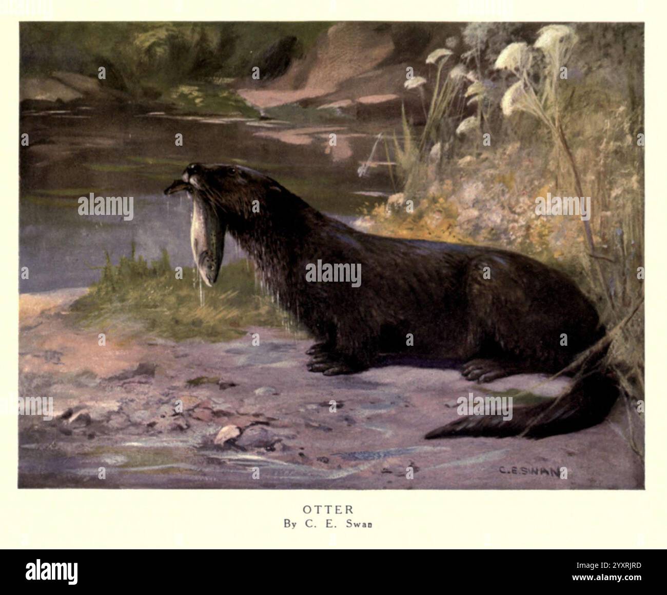 Otters role hi-res stock photography and images - Alamy