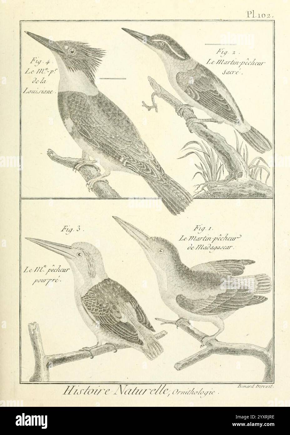 Third unnamed species hi-res stock photography and images - Alamy