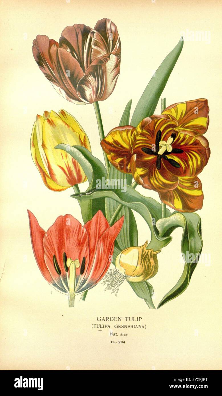 Favourite Flowers of Garden and Greenhouse London and New York ...