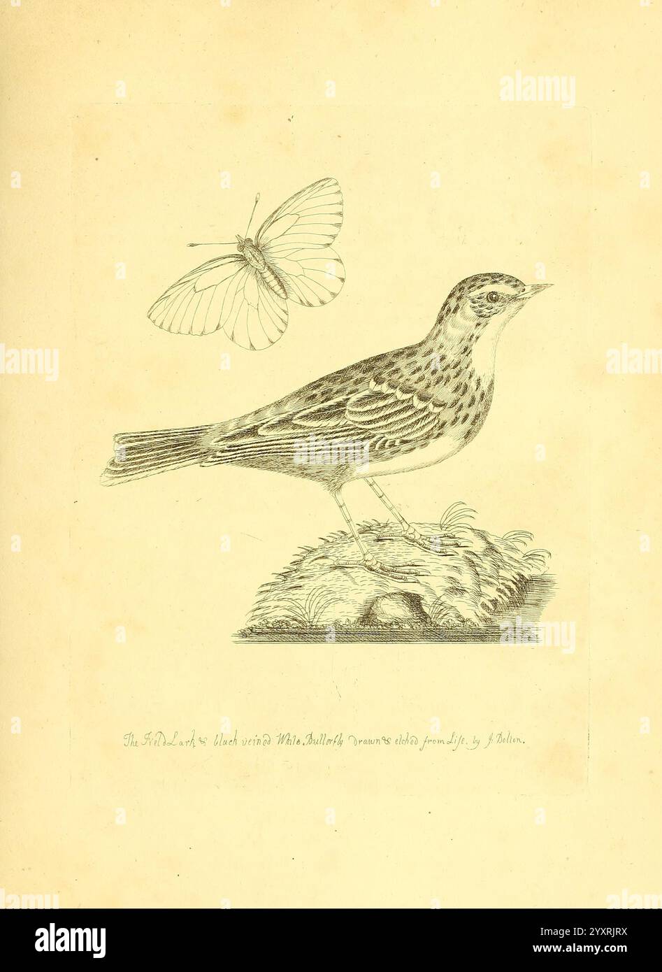 Showcasing fine feather patterns hi-res stock photography and images ...