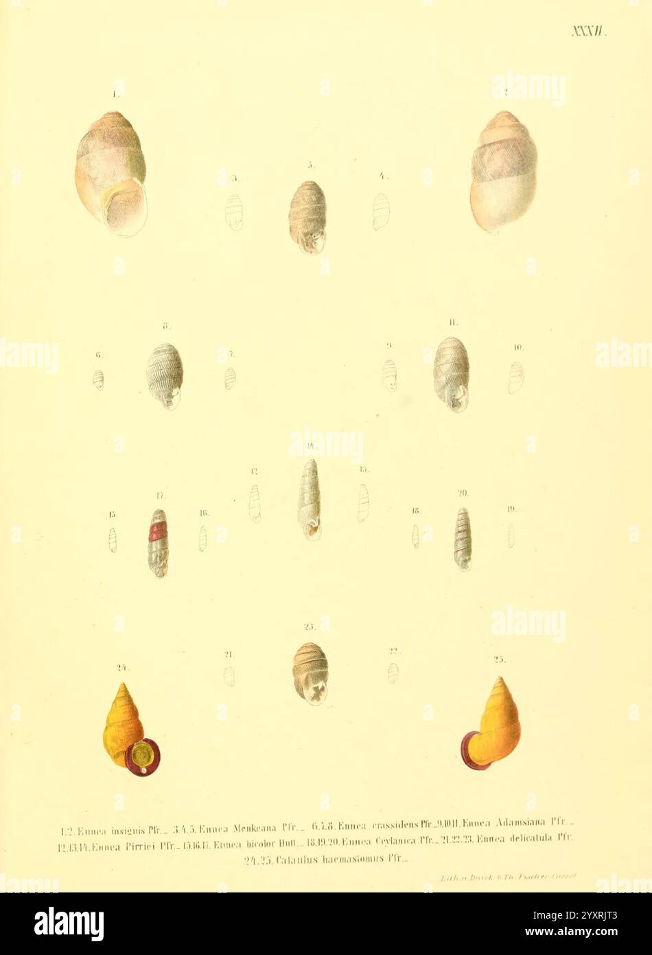 Distinct identities hi-res stock photography and images - Alamy