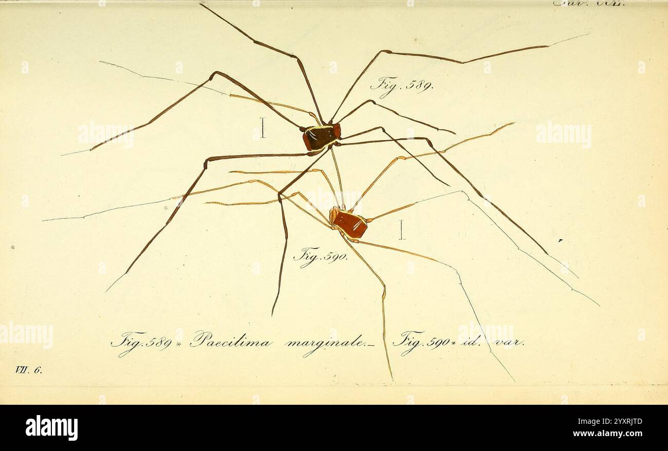 Labeled figure depicts unique features hi-res stock photography and ...