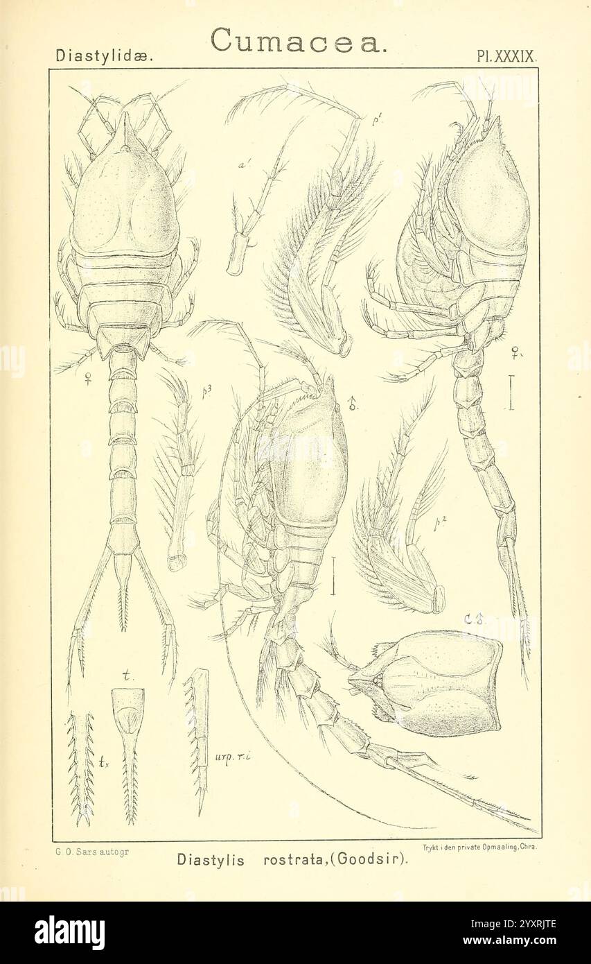 Precise line drawings hi-res stock photography and images - Alamy