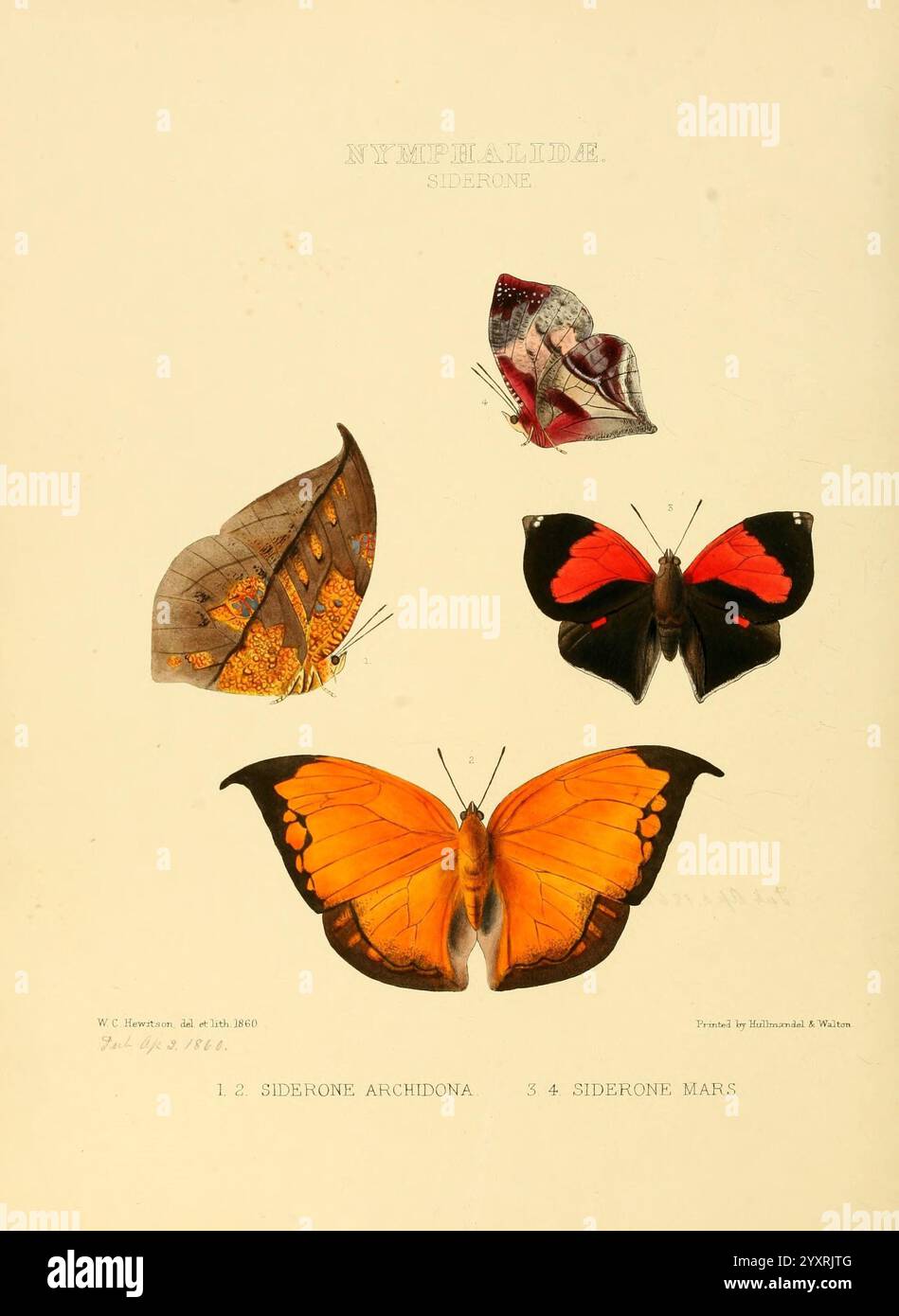 Siderone archidona hi-res stock photography and images - Alamy