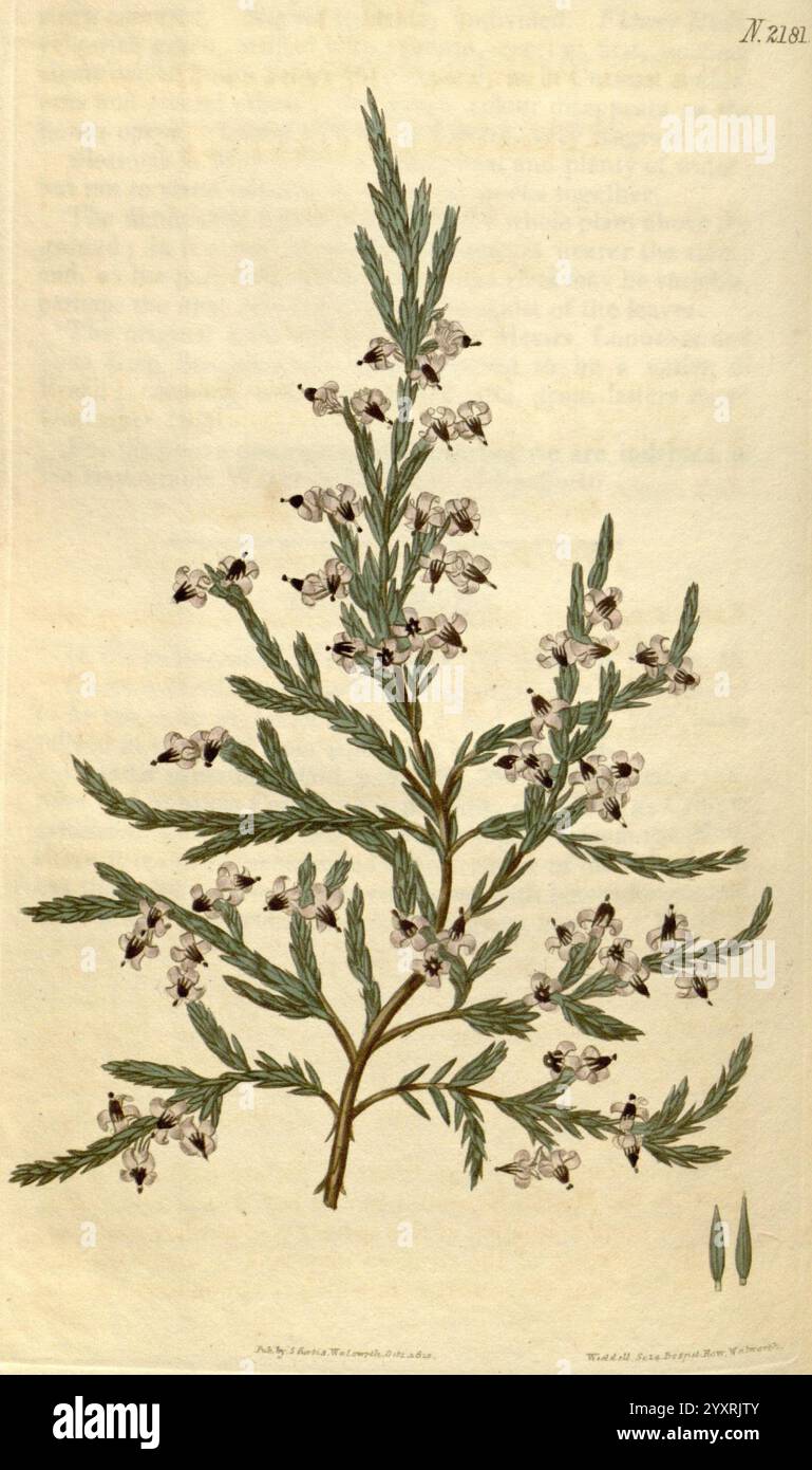 Curtis's botanical magazine London New York botanical illustration ...