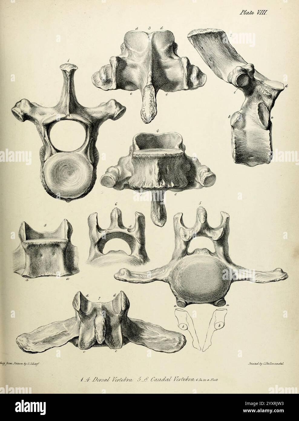 Description of the skeleton of an extinct gigantic Sloth, Mylodon ...