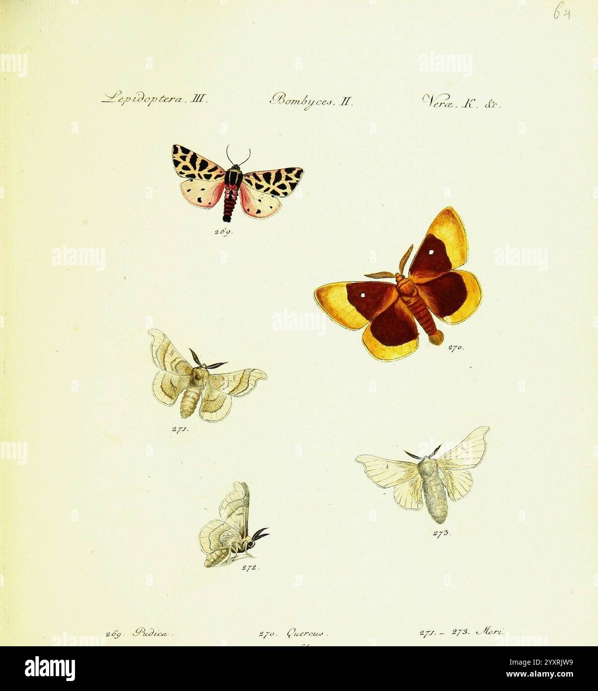 Final specimen features bold black hi-res stock photography and images ...