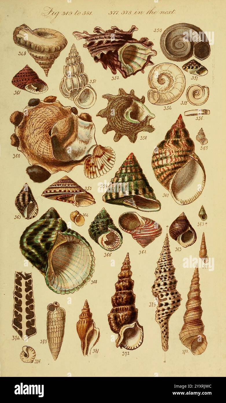 Branch of malacology hi-res stock photography and images - Alamy