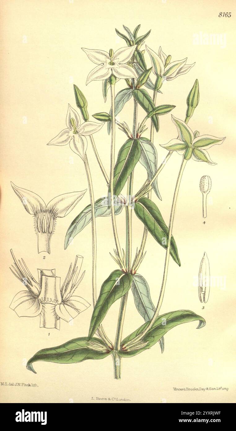 Curtis's Botanical Magazine London New York botany periodicals ...