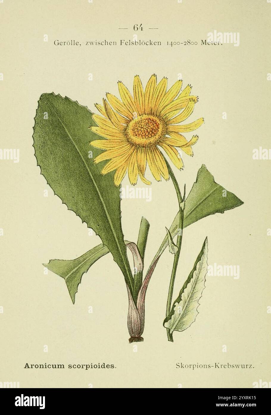 Distinctive broad shape hi-res stock photography and images - Alamy