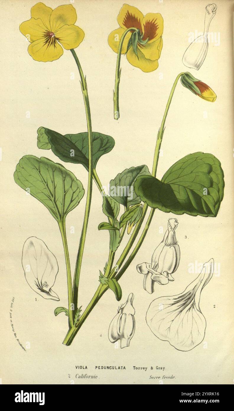 Viola pedunculata species hi-res stock photography and images - Alamy