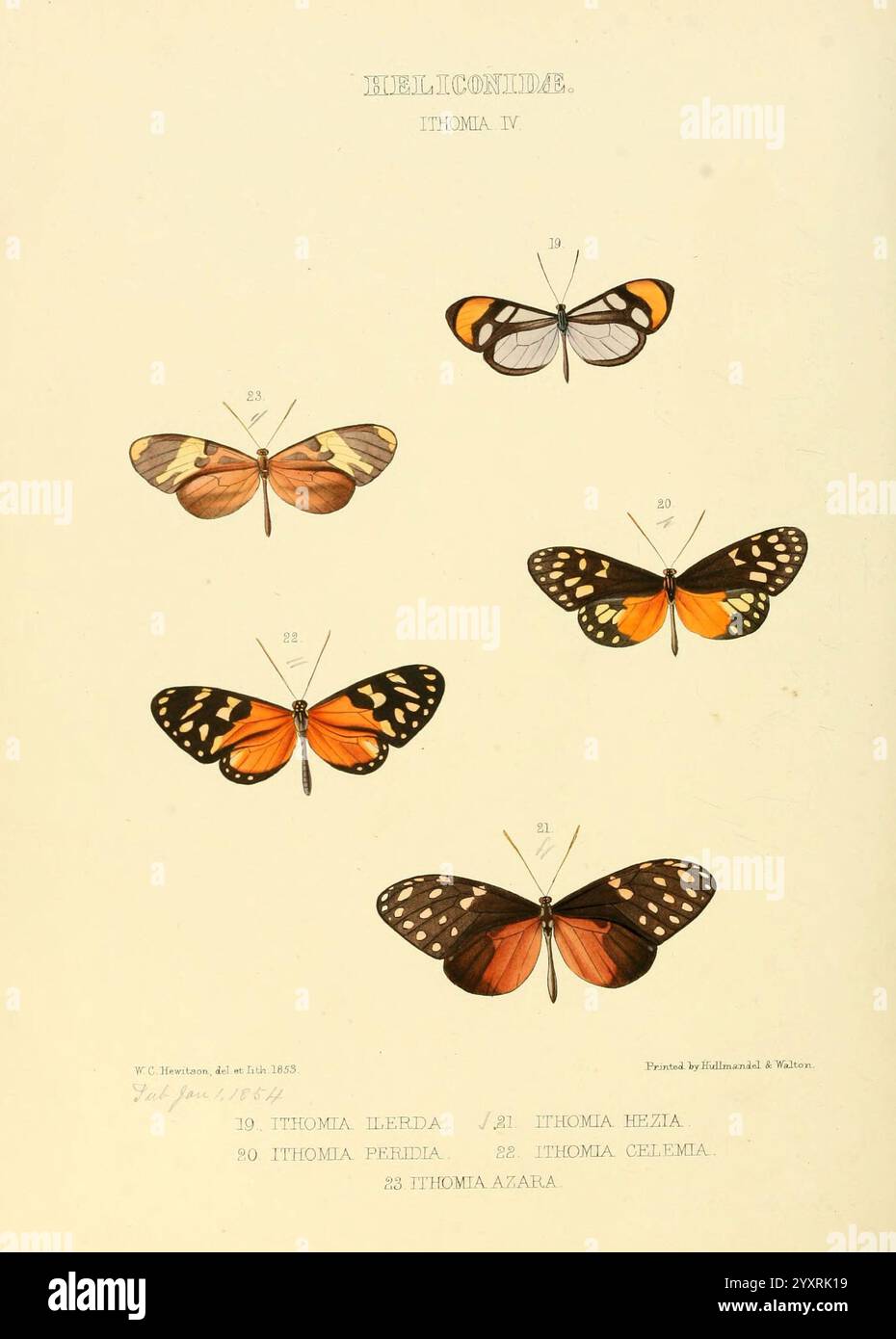Ithomia peridia hi-res stock photography and images - Alamy