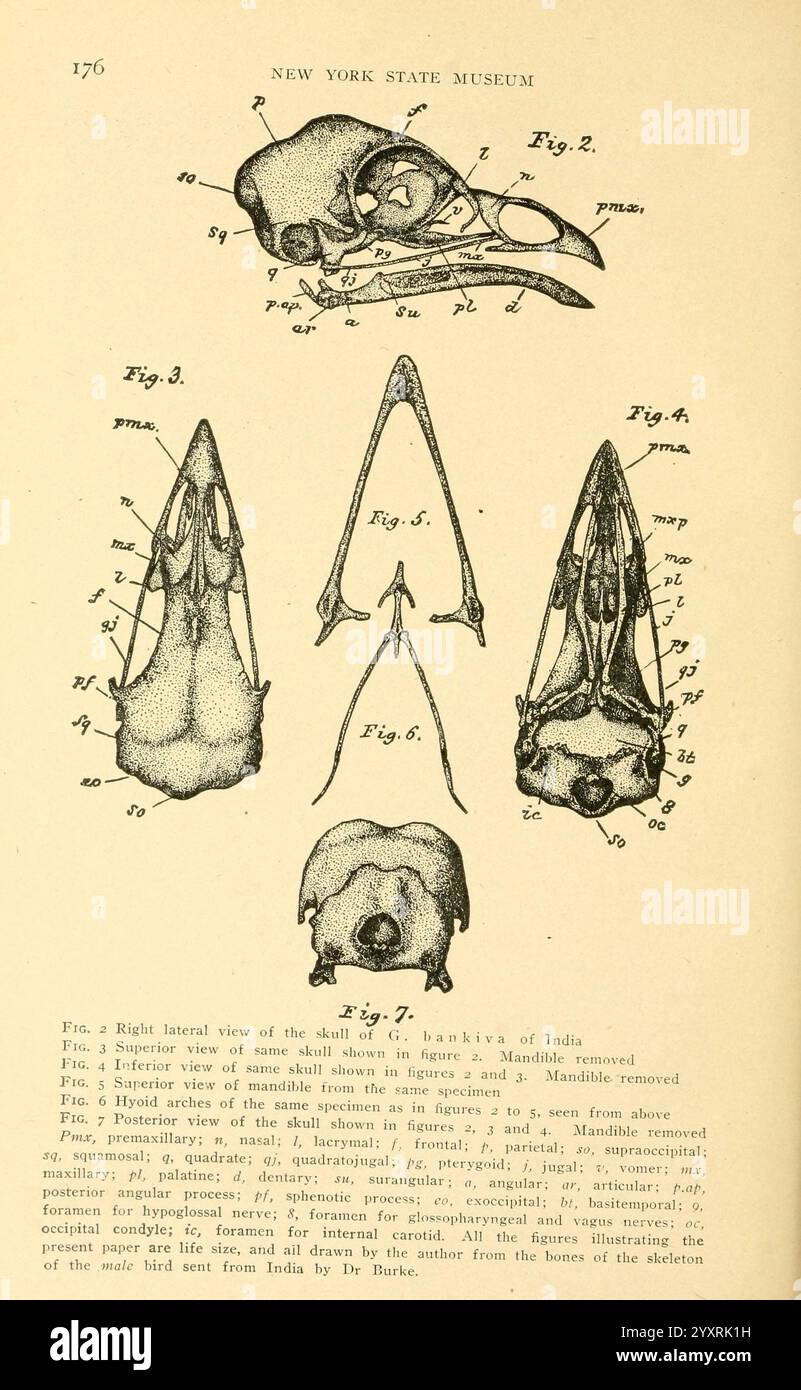Understanding avian anatomy hi-res stock photography and images - Alamy