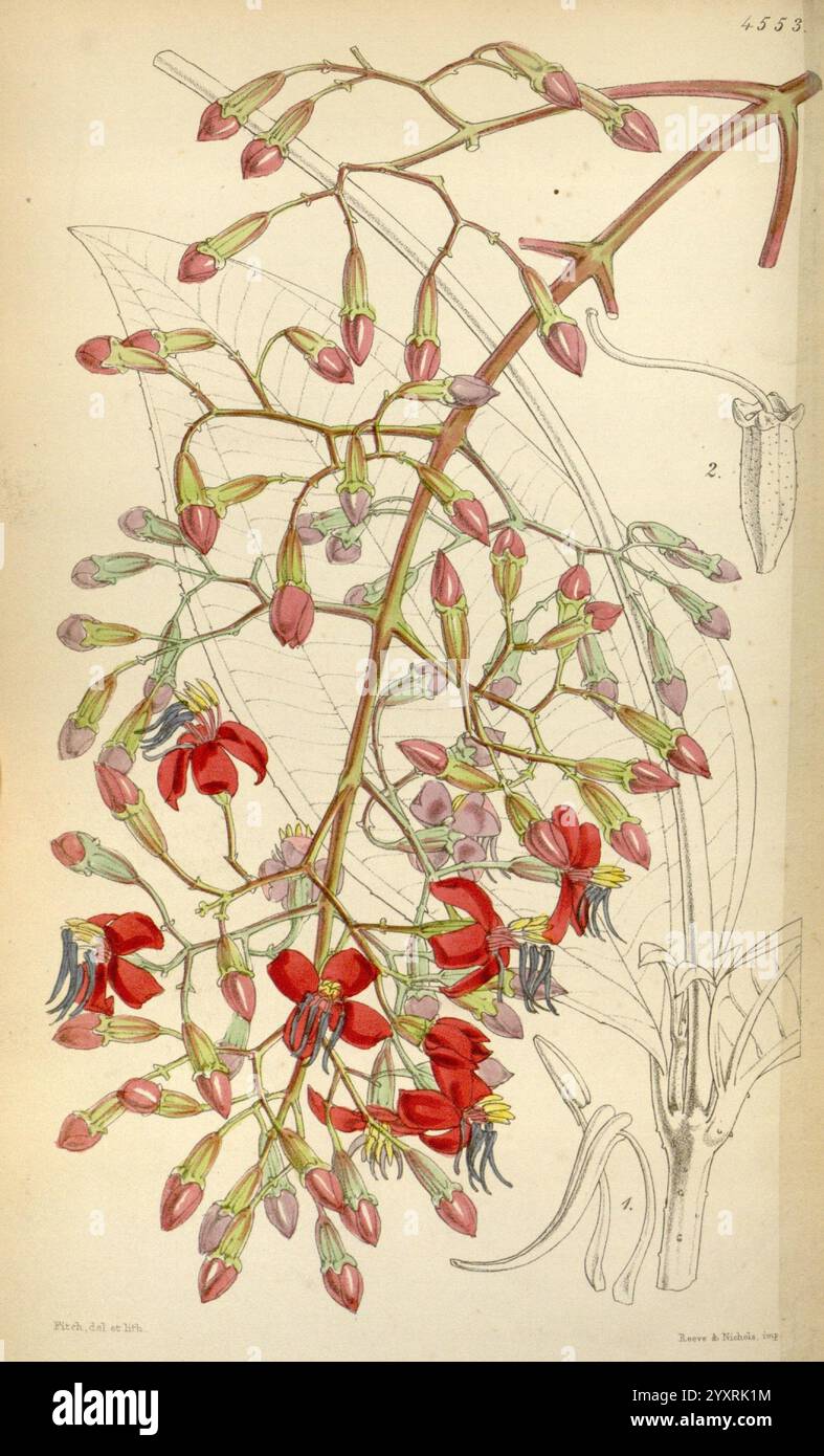 Curtis's Botanical Magazine London New York Botany Periodicals ...
