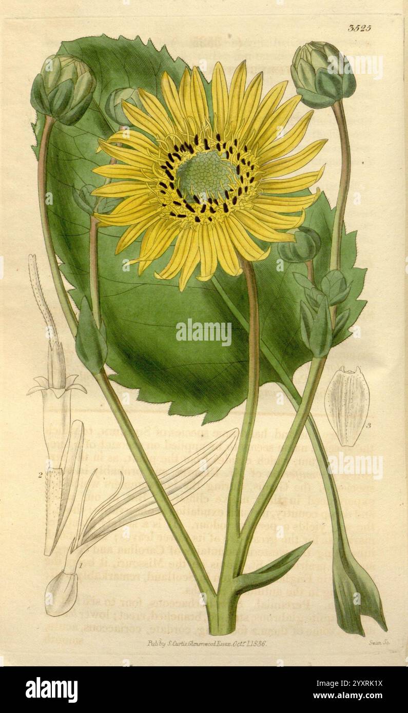 Curtis's Botanical Magazine, London, New York, botany, periodicals ...