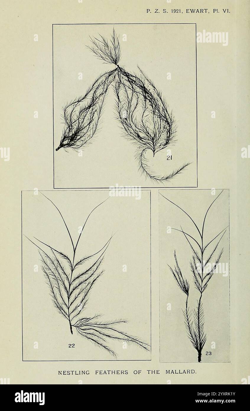 Two lower sections present individual feather types hi-res stock ...