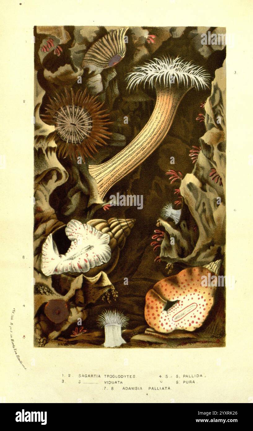 Various marine life forms set hi-res stock photography and images - Alamy