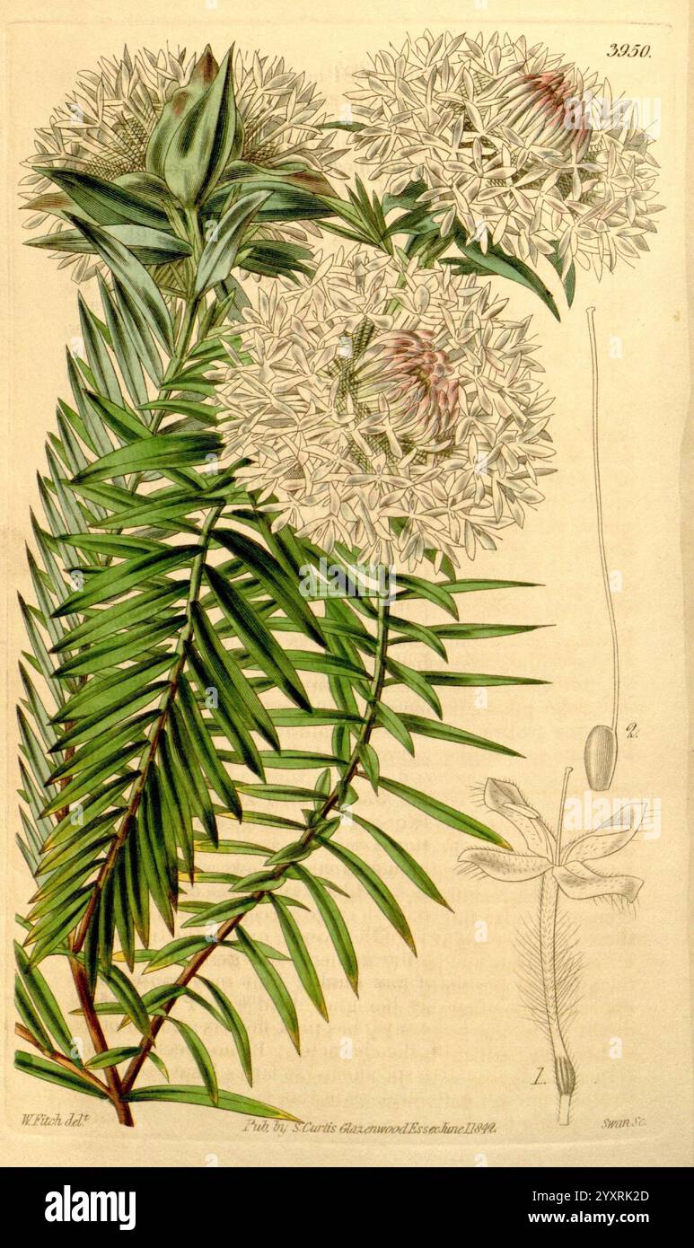 Curtis's Botanical Magazine, London, New York, botanical illustration ...