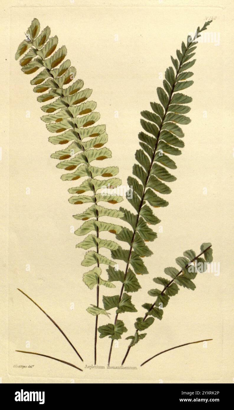 Three distinct fern fronds hi-res stock photography and images - Alamy