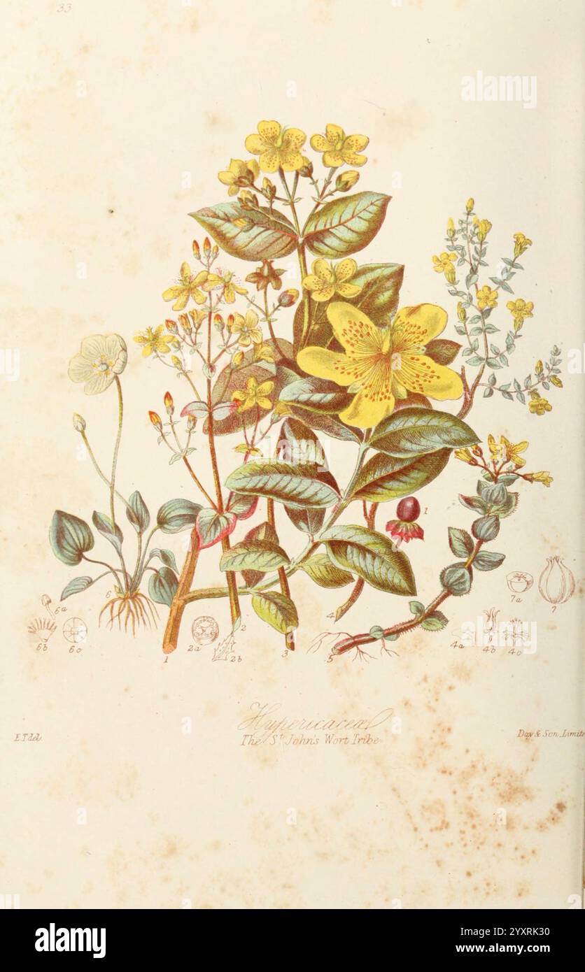 Illustrations of the natural orders of plants with groups and ...