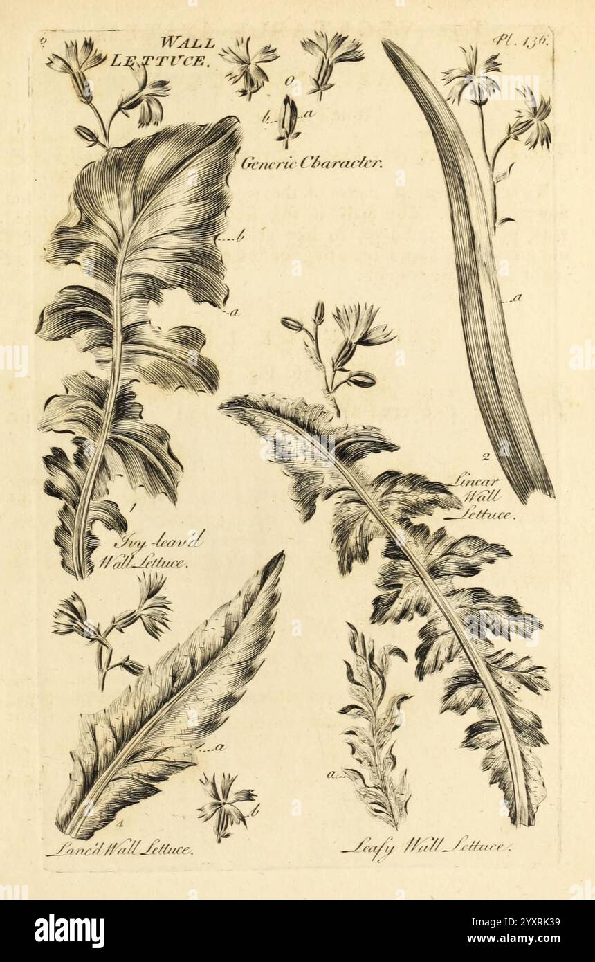 The Vegetable System London 1759-1763 Botany Pictorial Works, The ...