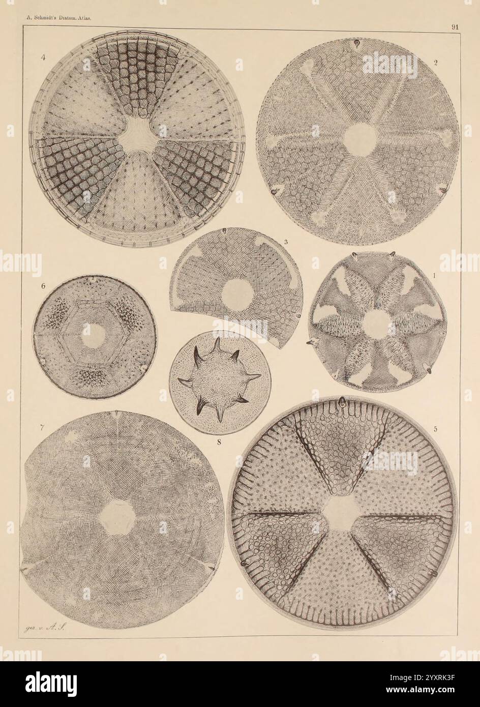 Diatom morphology hi-res stock photography and images - Alamy