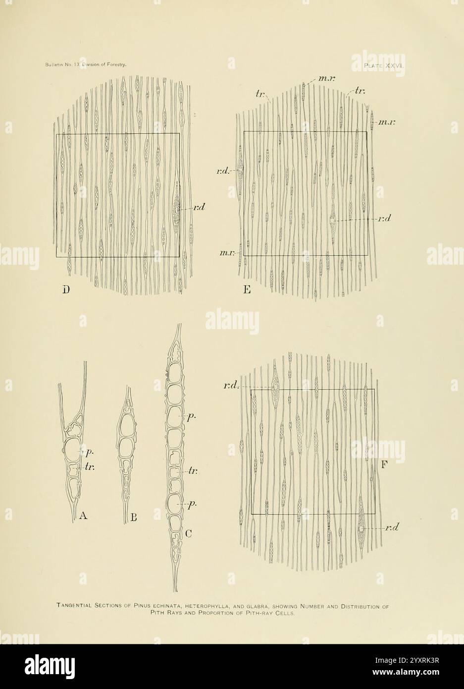 The, timber, pines, of, the, southern, United States, Washington, Govt ...