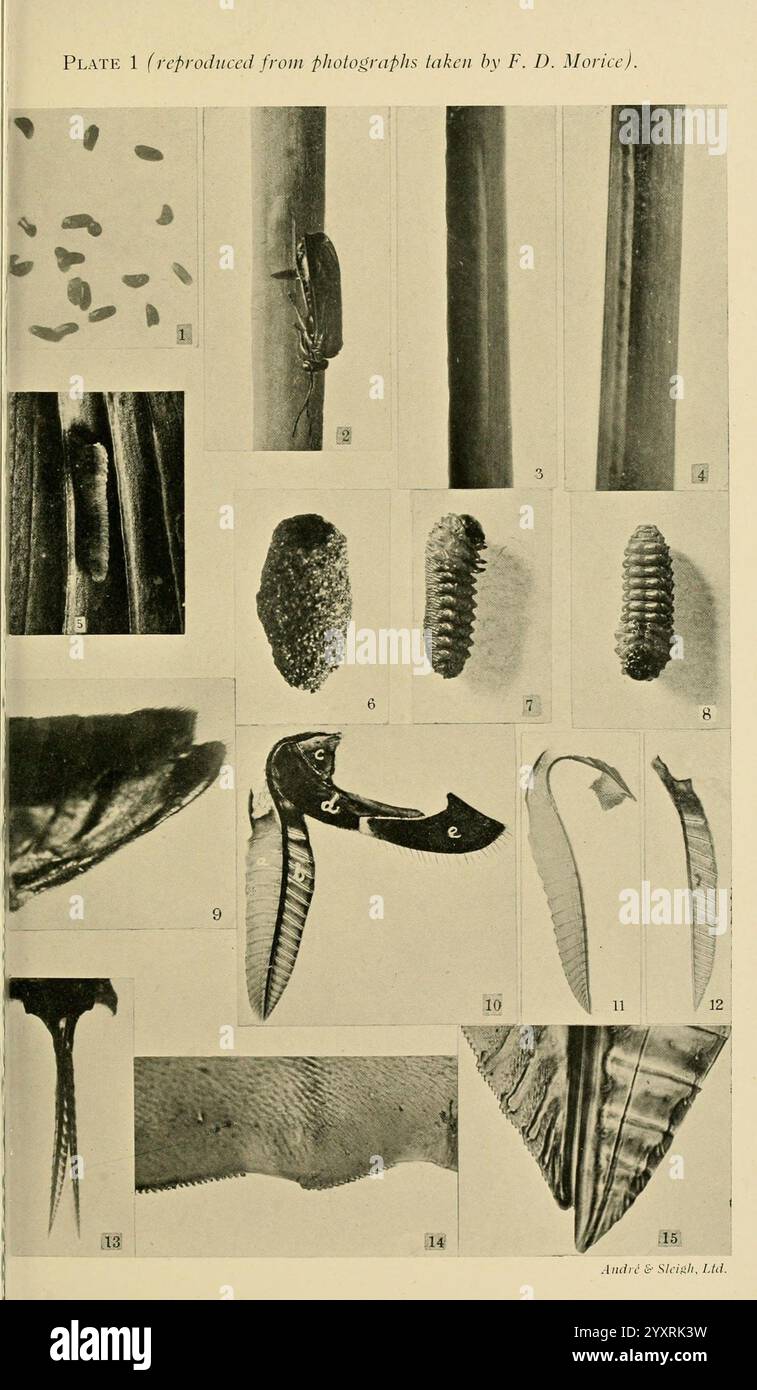 Bottom part focuses hi-res stock photography and images - Alamy