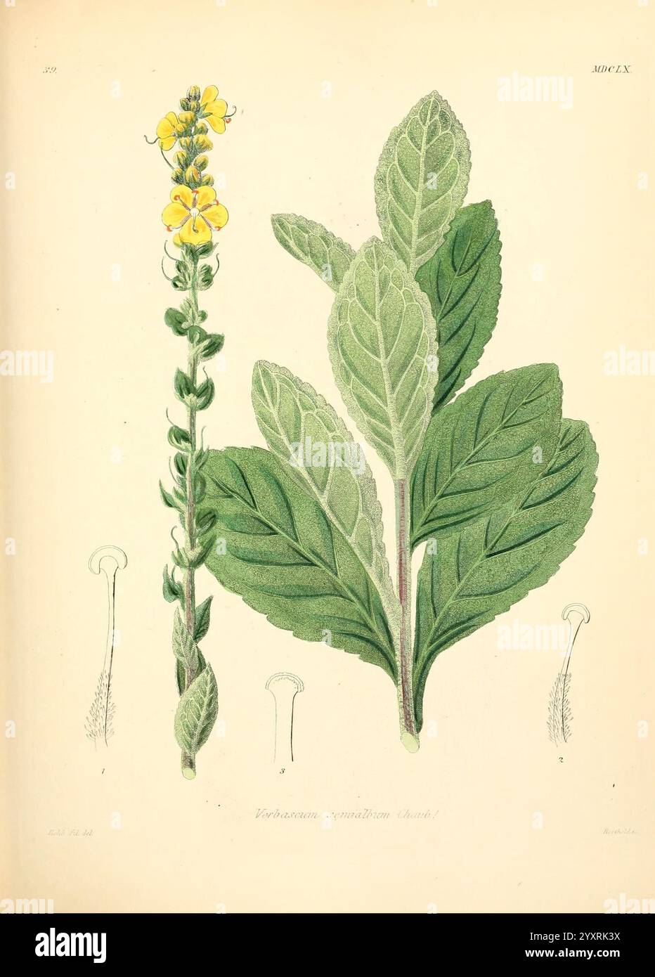 Plants elongated stem showcases hi-res stock photography and images - Alamy