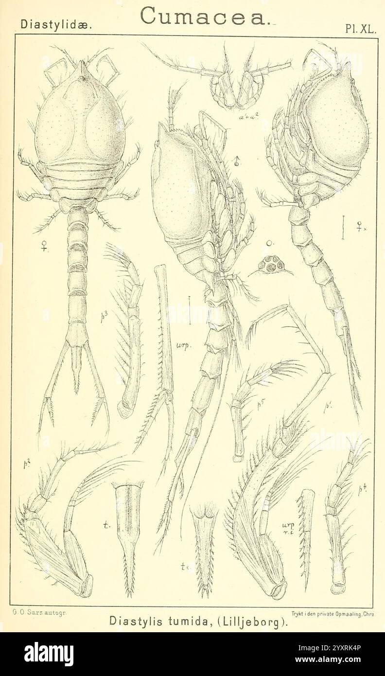 Crustaceans morphology hi-res stock photography and images - Alamy