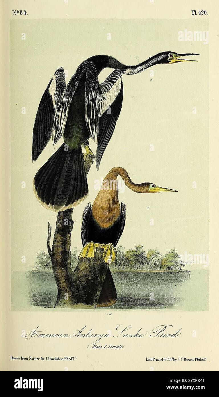 Two american anhingas hi-res stock photography and images - Alamy